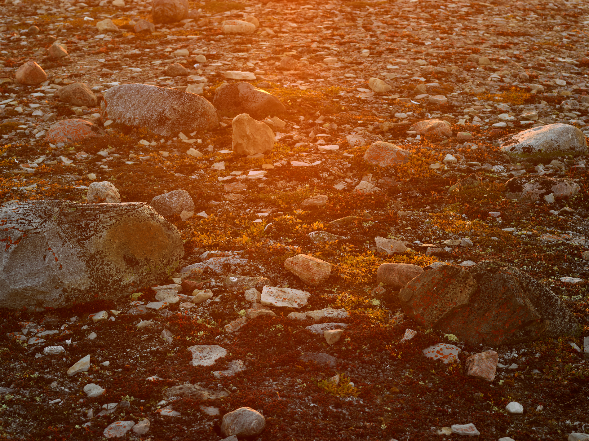 Philip Cheung - Arctic Front - Circuit Gallery